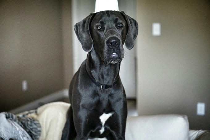 Great Dane Dog Breed Information, Pictures, Characteristics & Facts ...