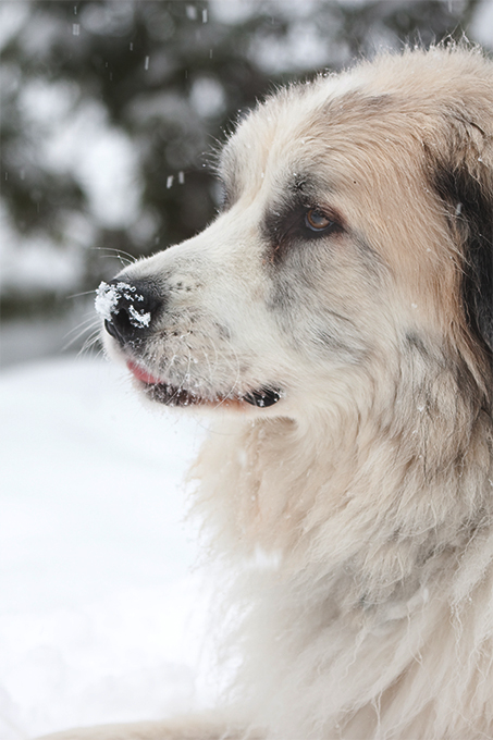 Great Pyrenees Dog Breed Information, Pictures, Characteristics & Facts ...