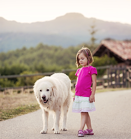 Great Pyrenees Dog Breed Information, Pictures, Characteristics & Facts ...