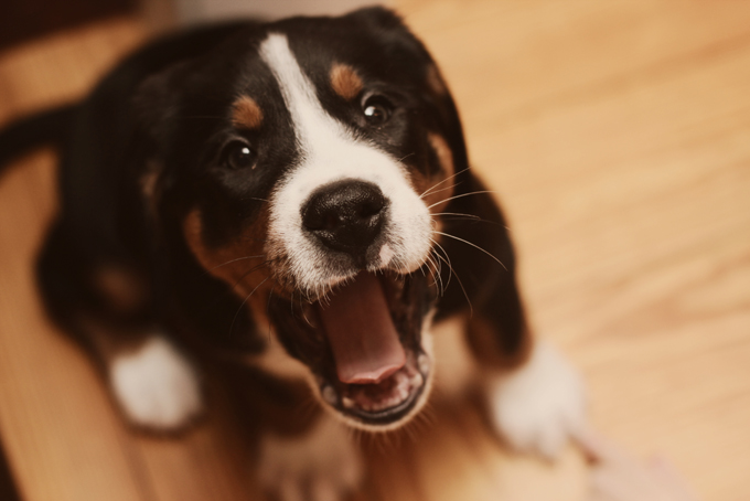 Greater Swiss Mountain Dog Breed Information, Pictures, Characteristics ...