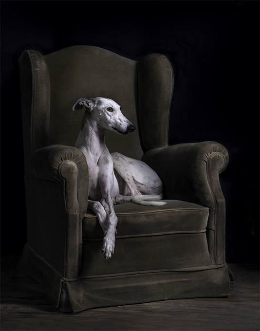 Greyhound Dog Breed Information, Pictures, Characteristics & Facts ...