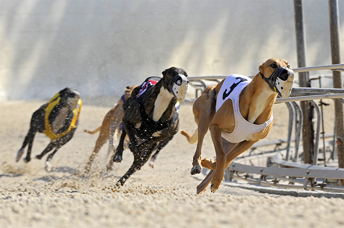 Greyhound Dog Breed Information, Pictures, Characteristics & Facts ...