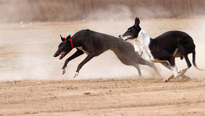 Greyhound Dog Breed Information, Pictures, Characteristics & Facts ...