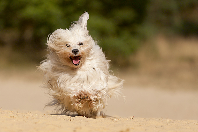 Havanese Dog Breed Information, Pictures, Characteristics & Facts – DogTime