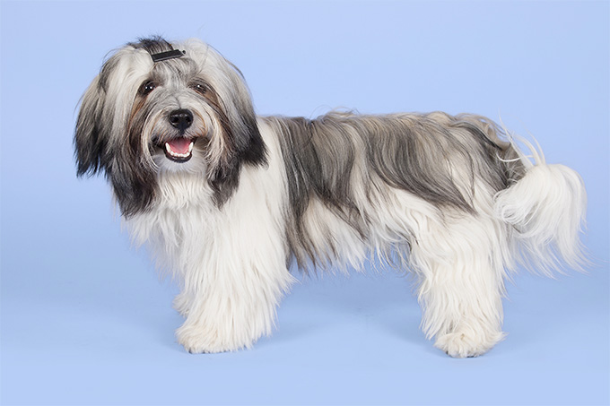 Havanese Dog Breed Information, Pictures, Characteristics & Facts – DogTime