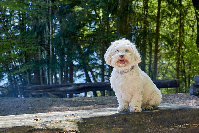 Havanese Dog Breed Information, Pictures, Characteristics & Facts – DogTime