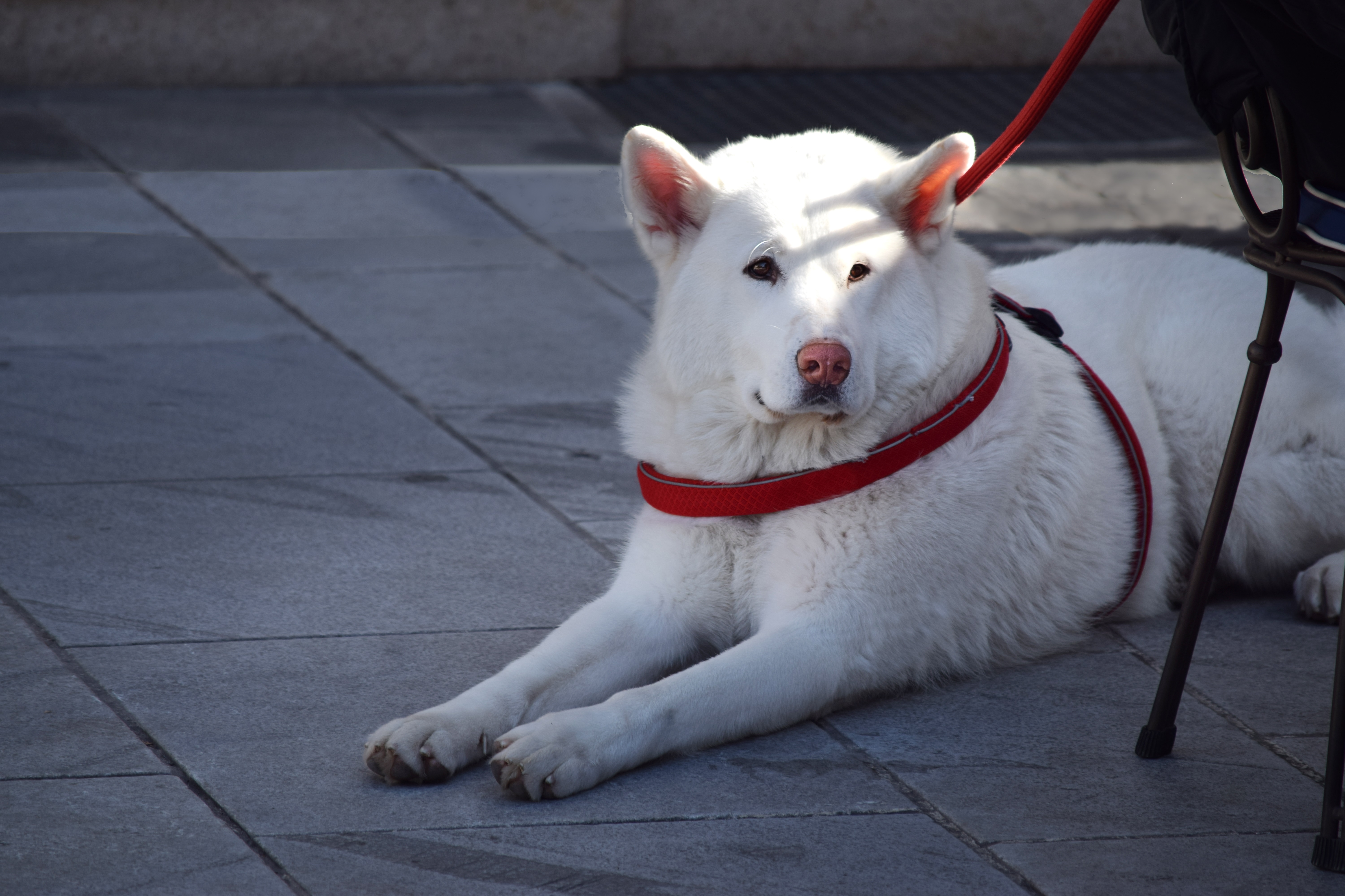Hokkaido Dog Breed Pictures, Characteristics, & Facts