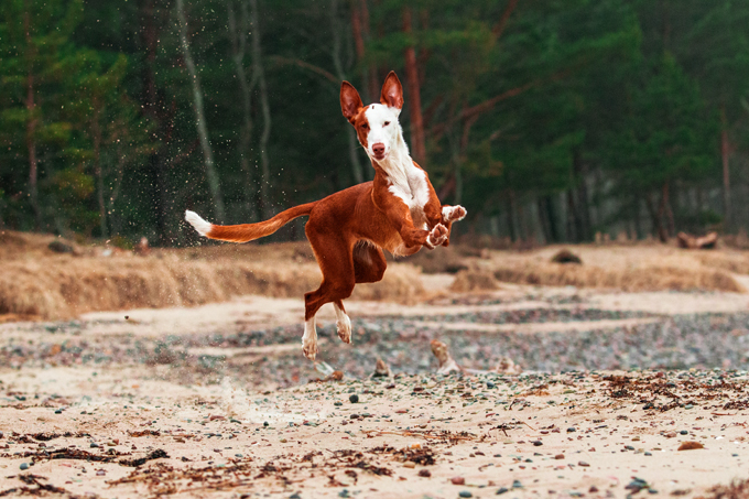 Ibizan Dog Breed Information, Pictures, Characteristics & Facts - Dogtime