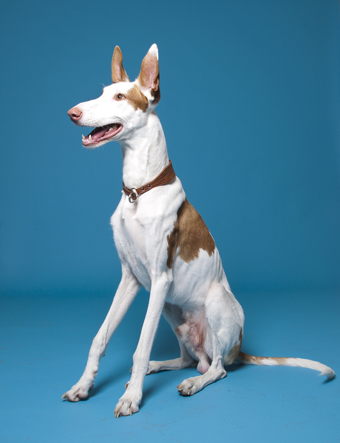 Ibizan Dog Breed Information, Pictures, Characteristics & Facts - Dogtime