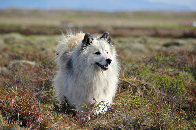 Icelandic Sheepdog Dog Breed Information, Pictures, Characteristics ...
