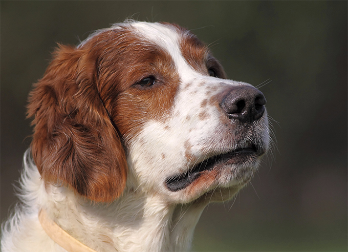 Irish Red and White Setter Dog Breed Information, Pictures ...