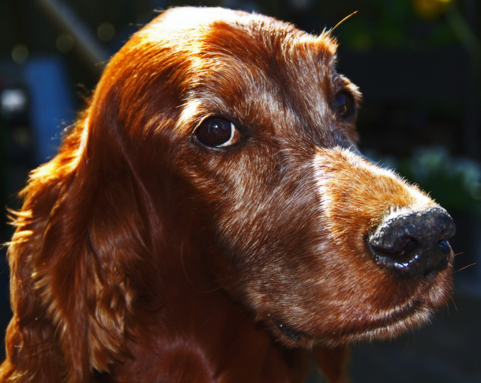 Irish Setter Dog Breed Information, Pictures, Characteristics & Facts ...