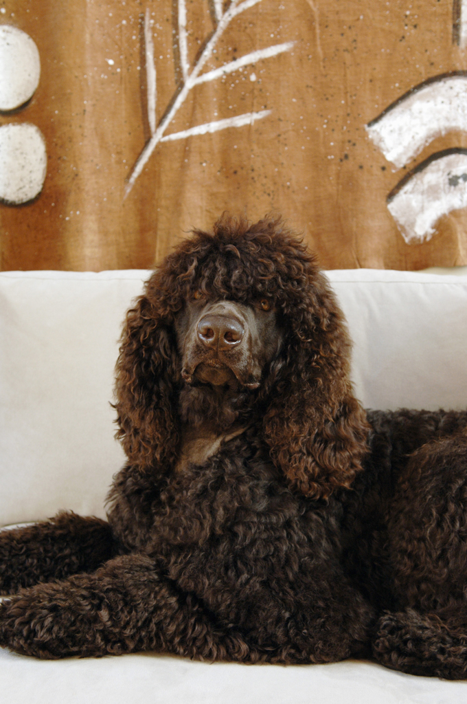 Irish Water Spaniel Dog Breed Information, Pictures, Characteristics ...