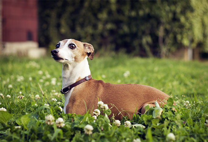 Italian Greyhound Dog Breed Information, Pictures, Characteristics ...