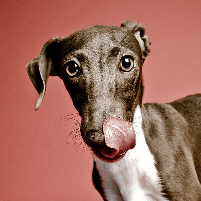 Italian Greyhound Dog Breed Information, Pictures, Characteristics ...