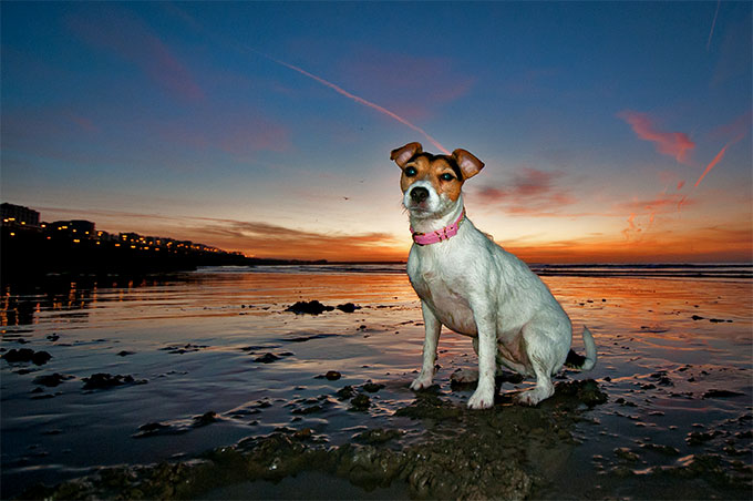 Jack Russell Terrier Dog Breed Information, Pictures, Characteristics ...