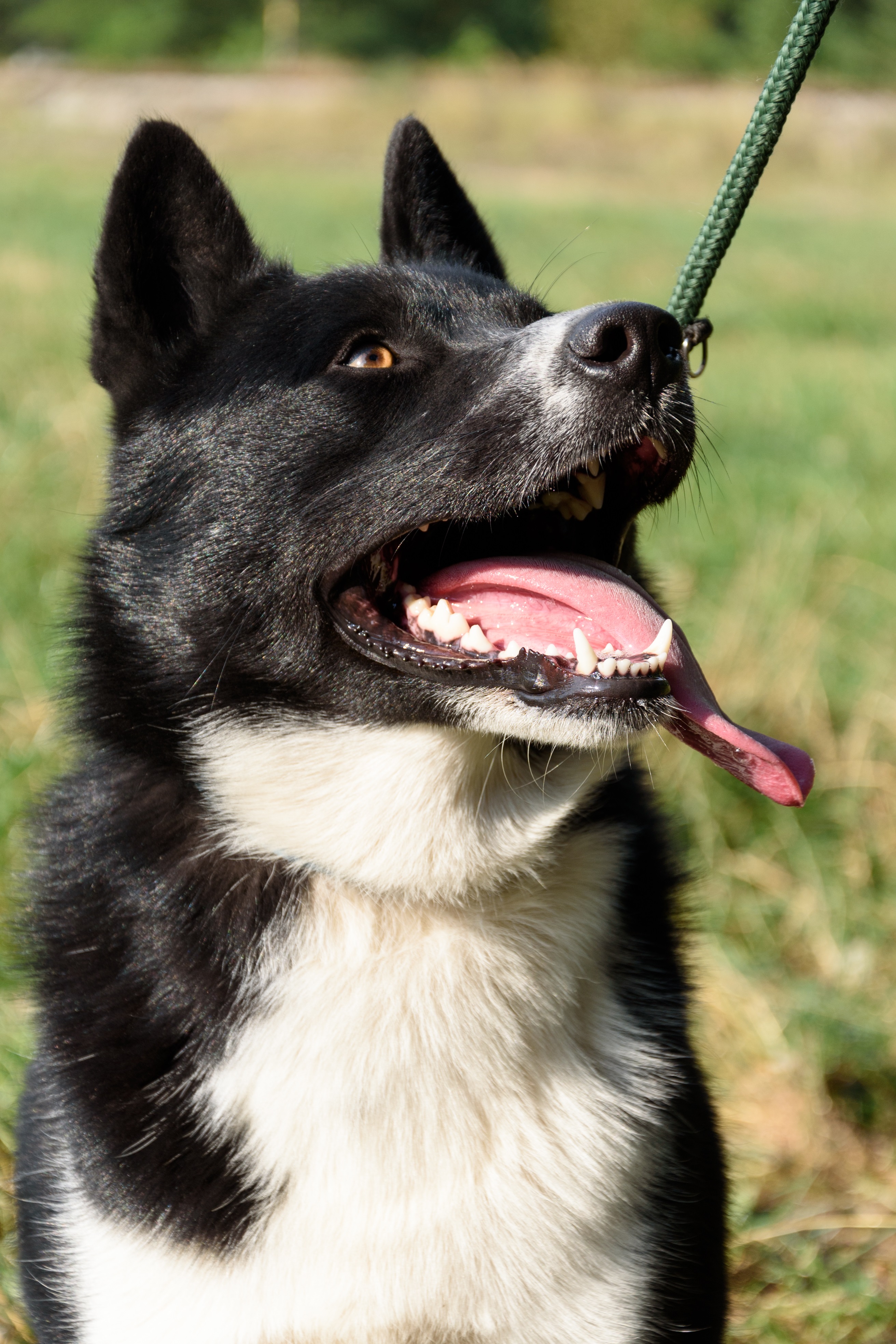 Are Karelian Bear Dogs Smart Dogs