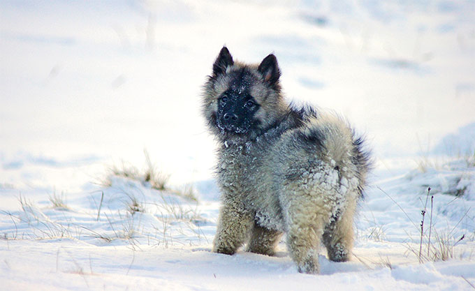 Keeshond Dog Breed Information, Pictures, Characteristics & Facts – DogTime