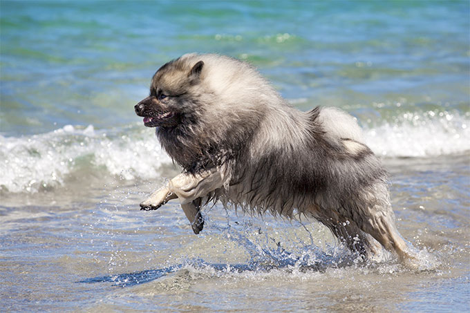 Keeshond Dog Breed Information, Pictures, Characteristics & Facts – DogTime