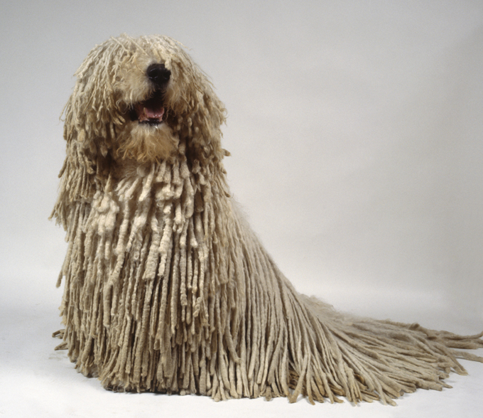 Are Komondor Dogs Flock Guarding