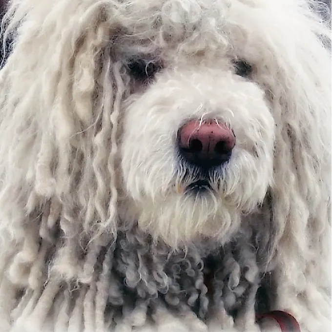 Komondor Dog Breed Information, Pictures, Characteristics & Facts - Dogtime