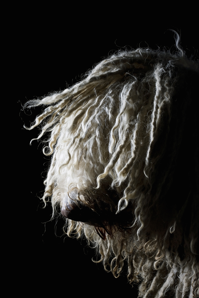 Komondor Dog Breed Information, Pictures, Characteristics & Facts - Dogtime