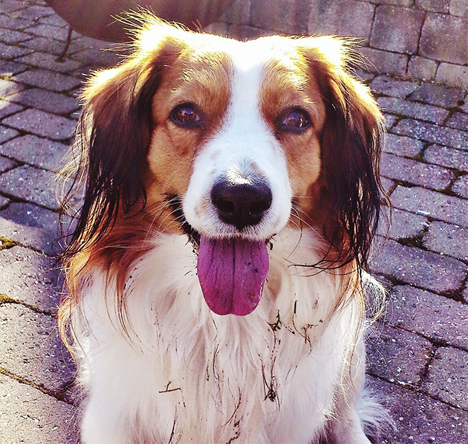 Kooikerhondje Dog Breed Information, Pictures, Characteristics & Facts ...