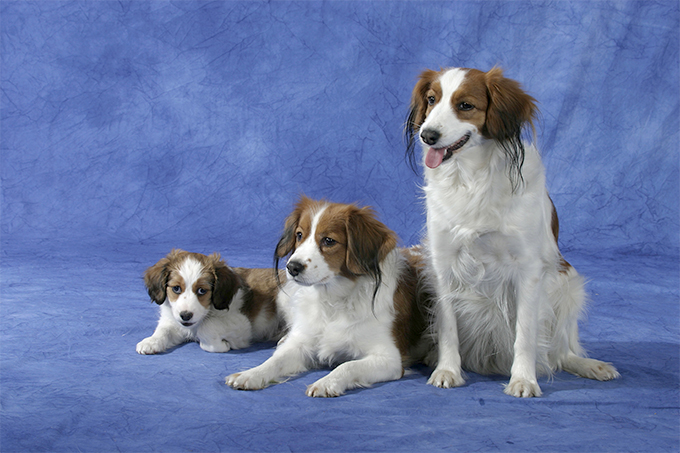 Kooikerhondje Dog Breed Information, Pictures, Characteristics & Facts ...