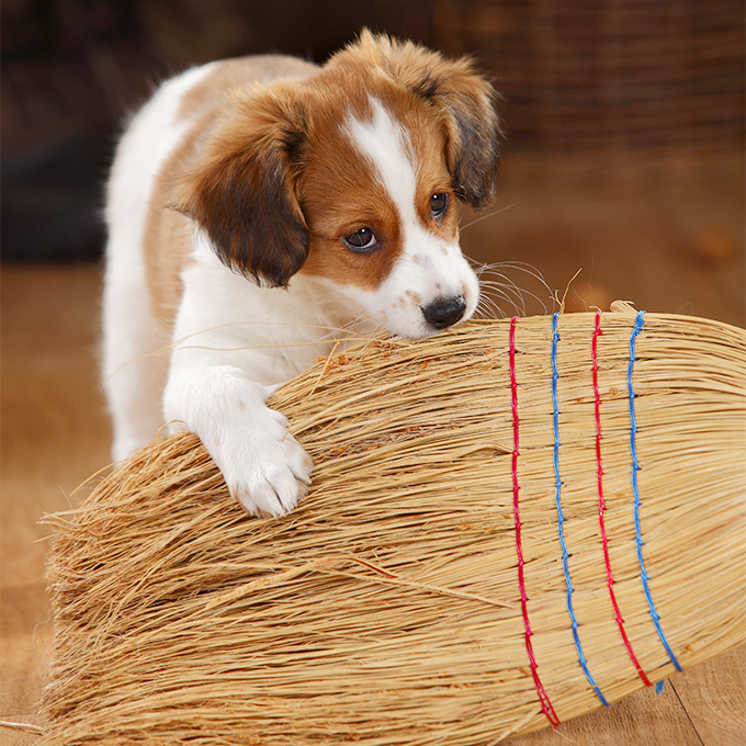 Kooikerhondje Dog Breed Information, Pictures, Characteristics & Facts ...