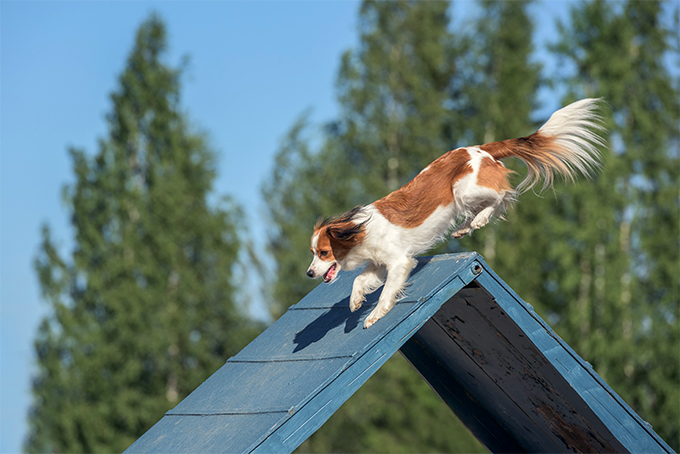 Kooikerhondje Dog Breed Information, Pictures, Characteristics & Facts ...
