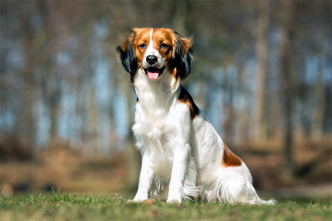 Kooikerhondje Dog Breed Information, Pictures, Characteristics & Facts ...
