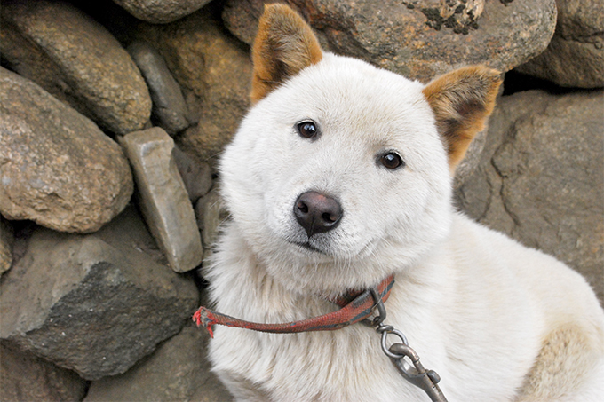 Korean Jindo Dog Breed Information & Pictures – Dogtime