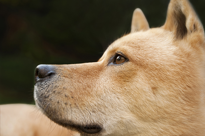 Korean Jindo Dog Breed Information & Pictures – Dogtime