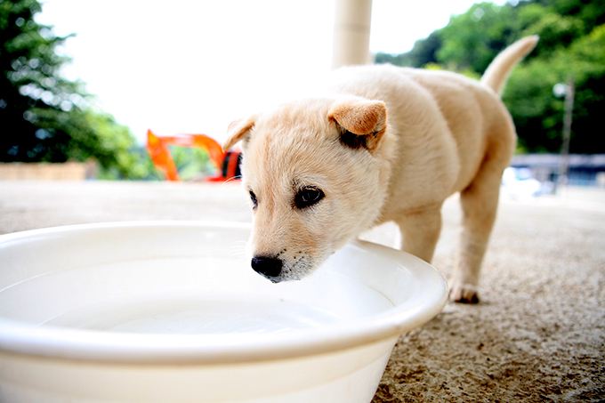 Korean Jindo Dog Breed Information & Pictures – Dogtime