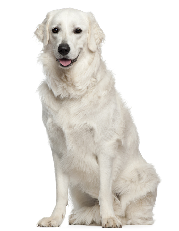 Kuvasz Dog Breed Information, Pictures, Characteristics & Facts - Dogtime