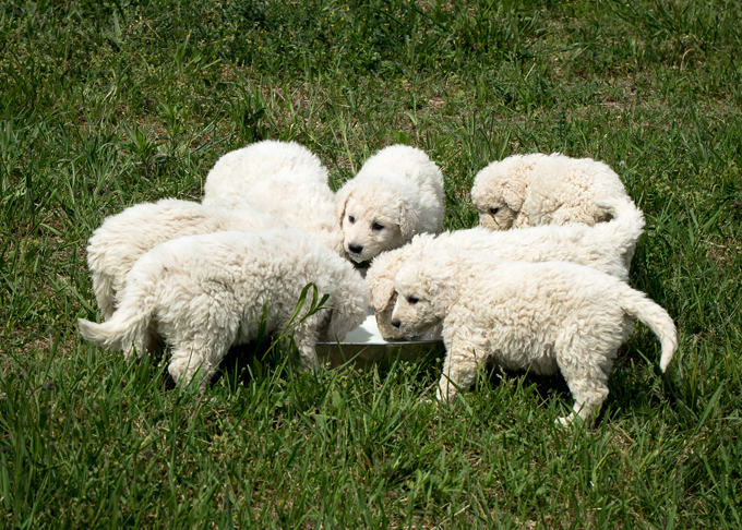 Kuvasz Dog Breed Information, Pictures, Characteristics & Facts - Dogtime