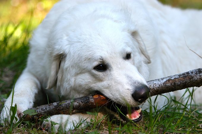 Kuvasz Dog Breed Information, Pictures, Characteristics & Facts - Dogtime