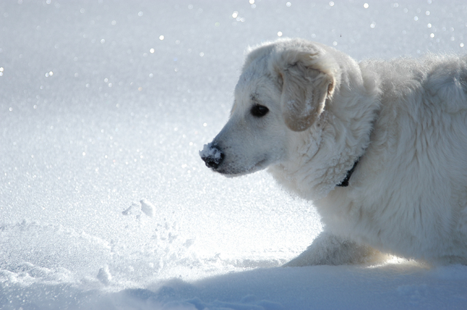 Kuvasz Dog Breed Information, Pictures, Characteristics & Facts - Dogtime