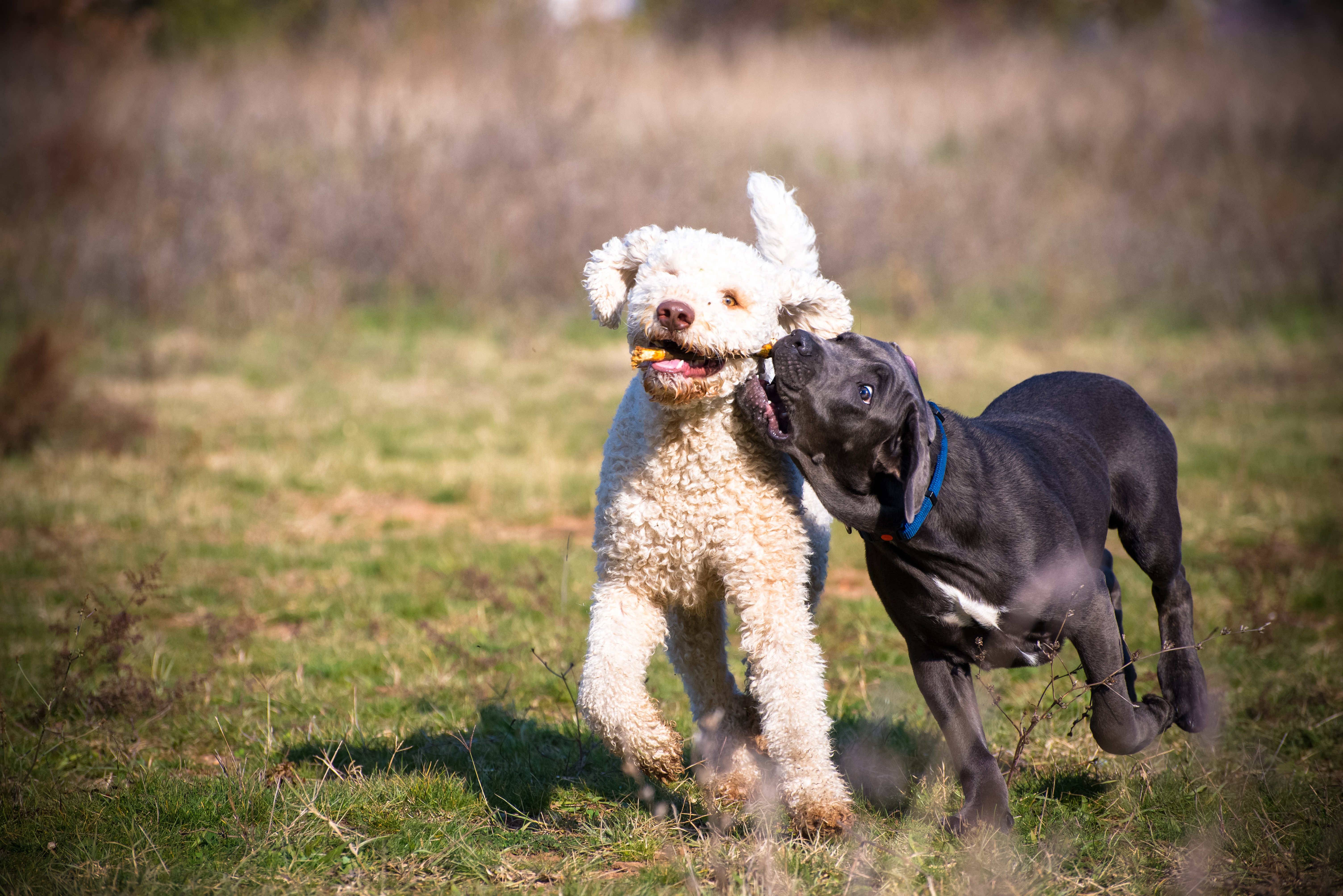 Does The Lagotto Romagnolo Attack Humans