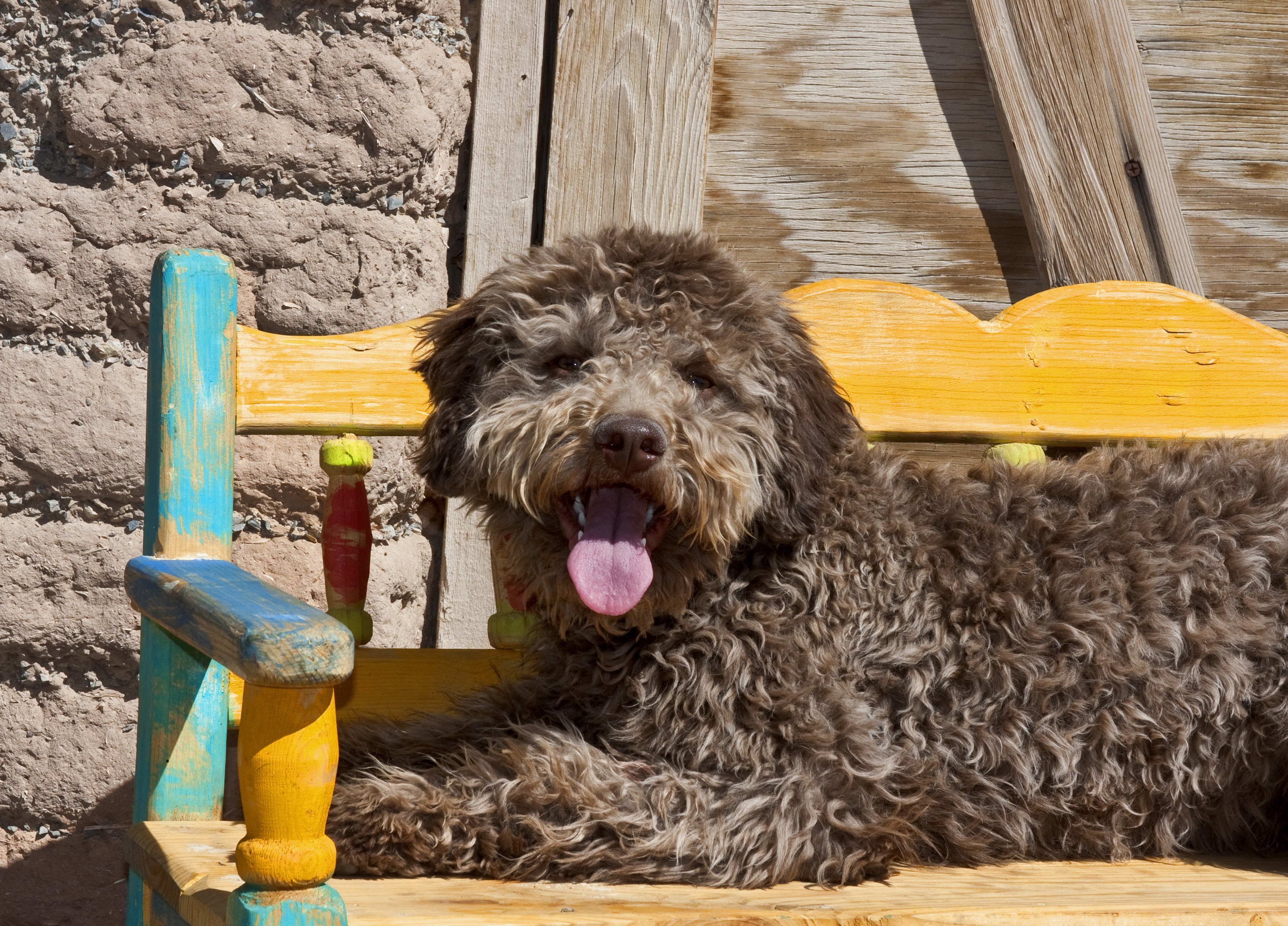 Does The Lagotto Romagnolo Attack Humans