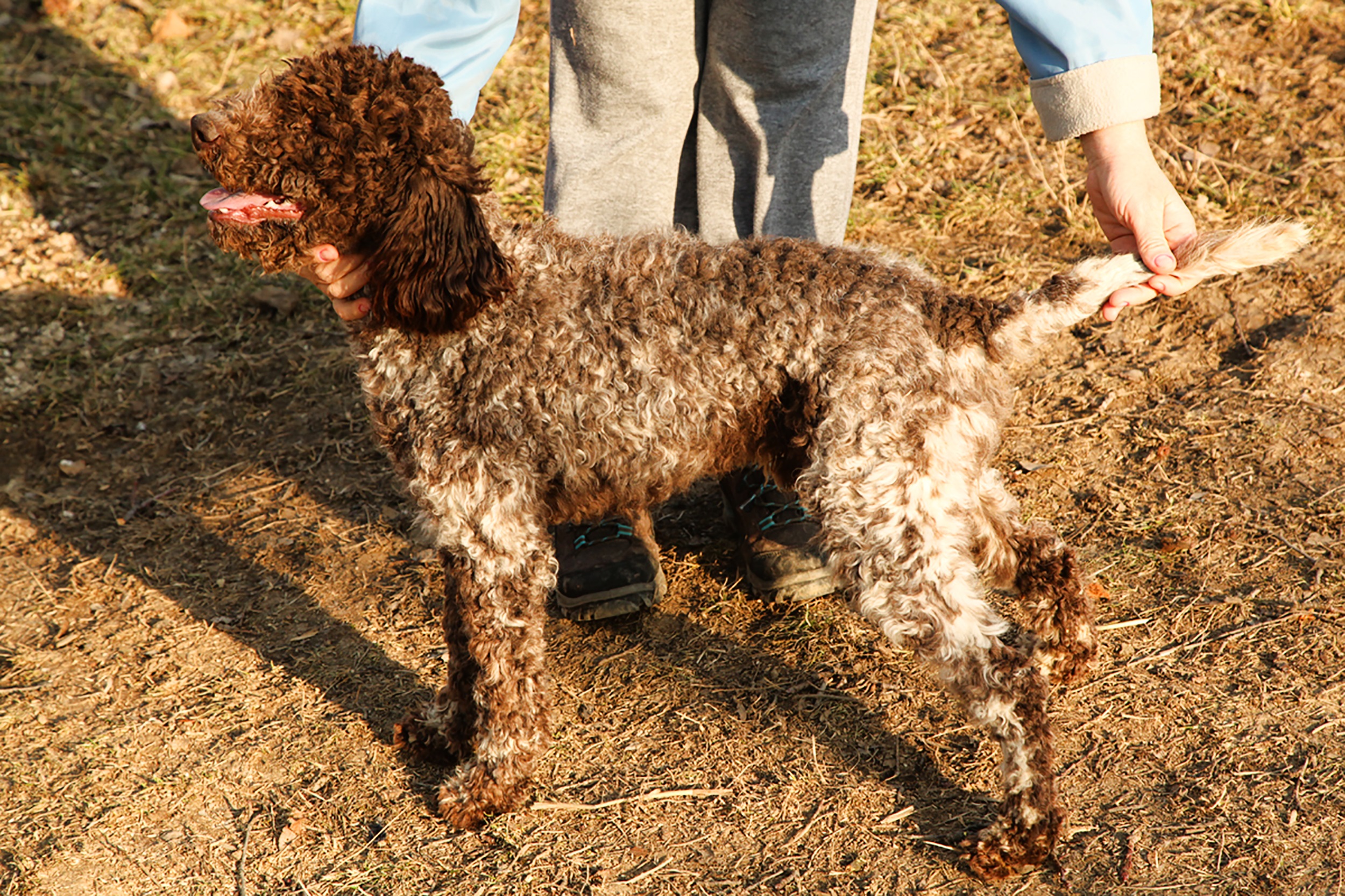 Lagotto Romagnolo Dog Breed Information & Pictures – Dogtime