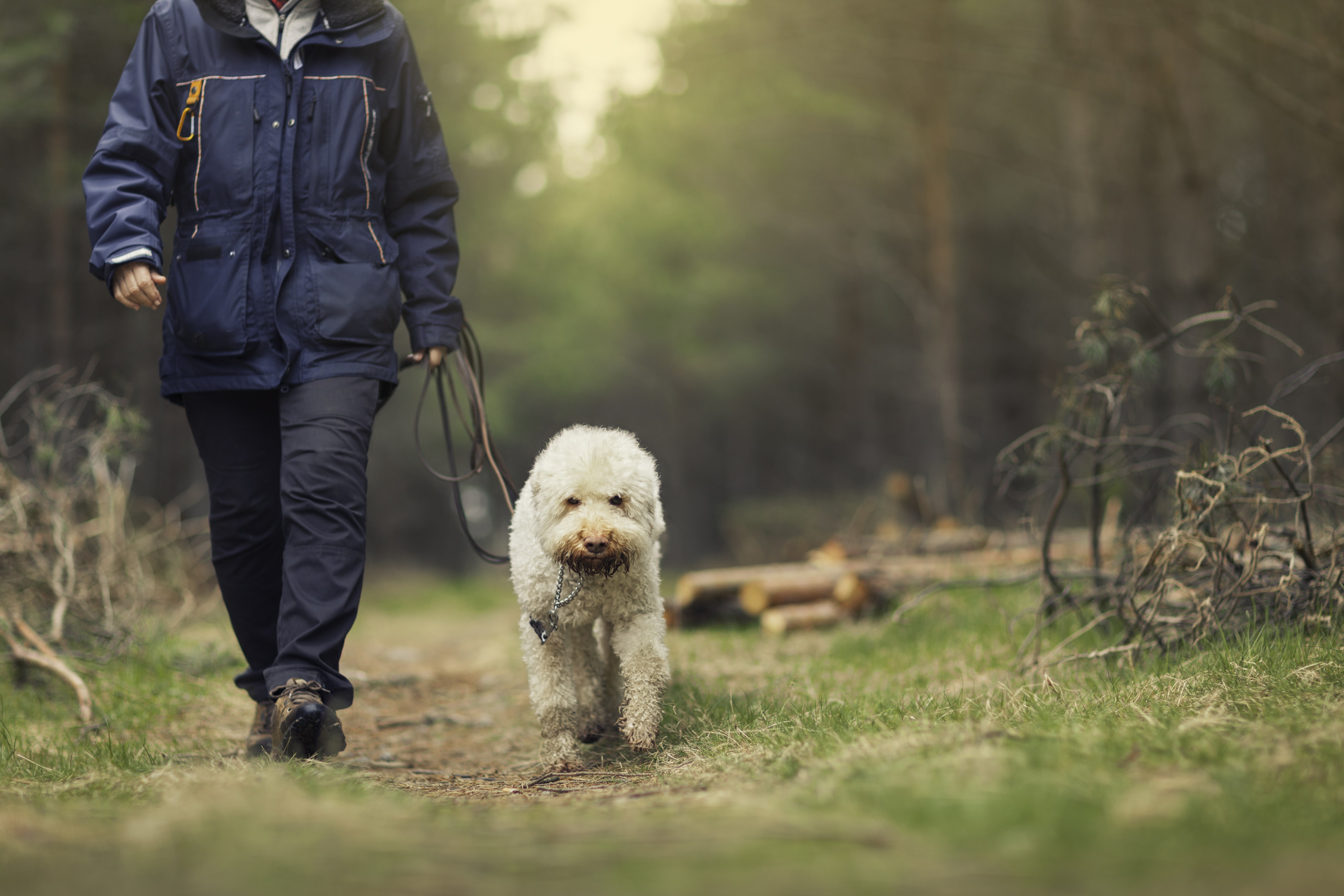 Lagotto Romagnolo Dog Breed Information & Pictures – Dogtime