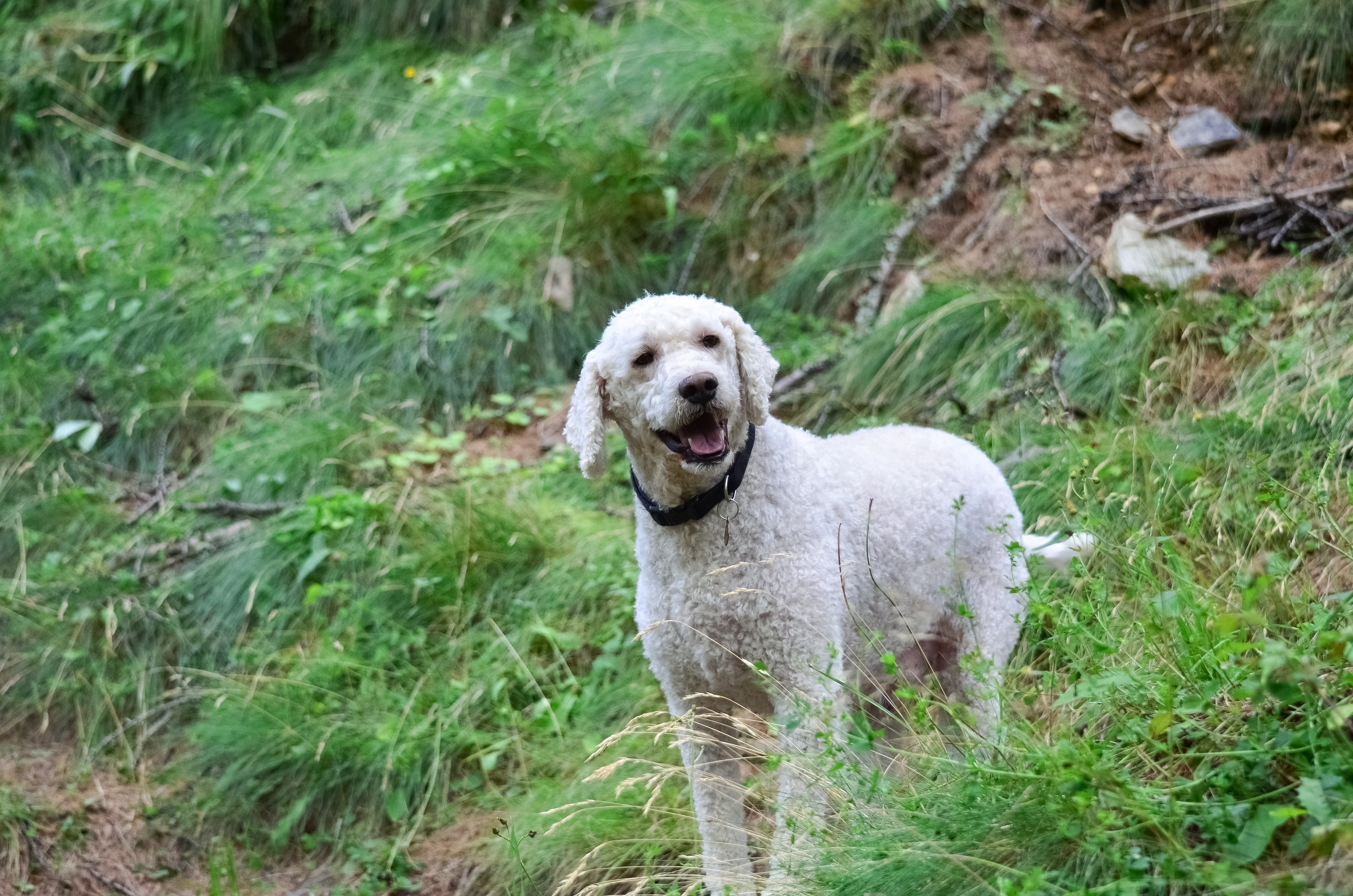 Does The Lagotto Romagnolo Attack Humans