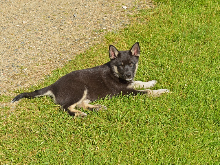 Lapponian Herder Dog Breed Pictures, Characteristics, & Facts - DogTime