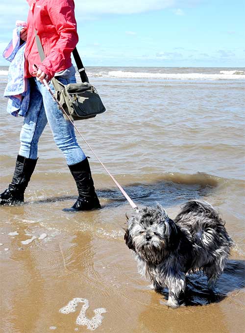 Lhasa Apso Dog Breed Information, Pictures, Characteristics & Facts ...