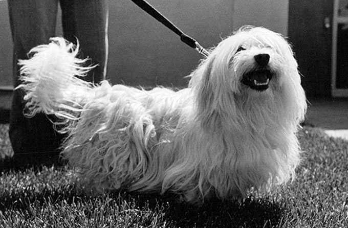 Lhasa Apso Dog Breed Information, Pictures, Characteristics & Facts ...