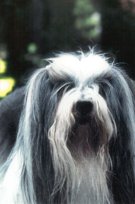 Lhasa Apso Dog Breed Information, Pictures, Characteristics & Facts ...