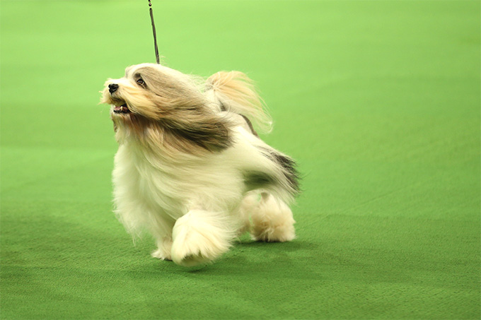 Lhasa Apso Dog Breed Information, Pictures, Characteristics & Facts ...