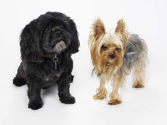 Lhasa Apso Dog Breed Information, Pictures, Characteristics & Facts ...