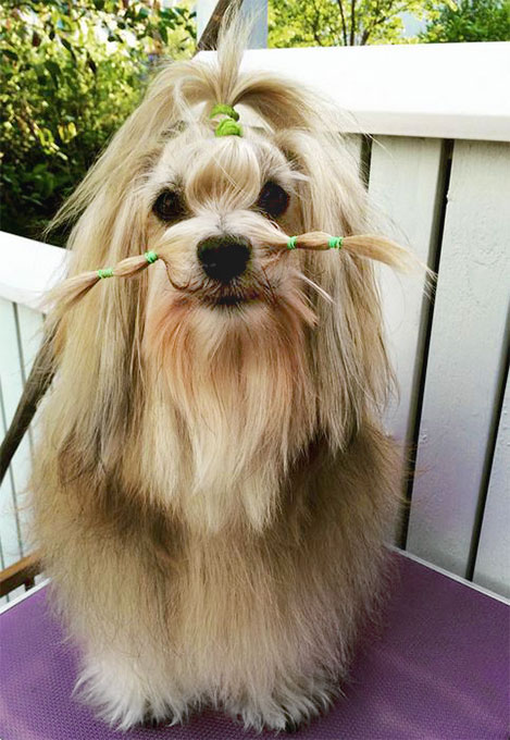 Lowchen Dog Breed Information, Pictures, Characteristics & Facts – DogTime